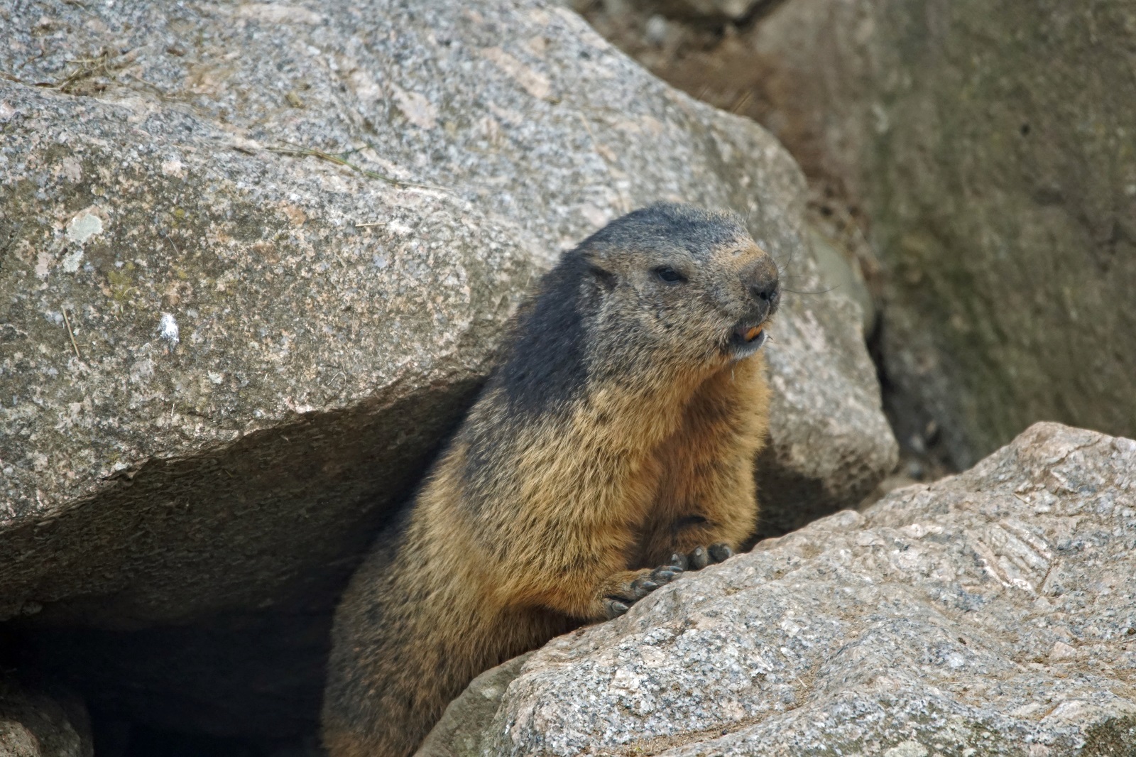 Murmeli Foto & Bild | tiere, zoo, wildpark & falknerei, kritik am bild ...