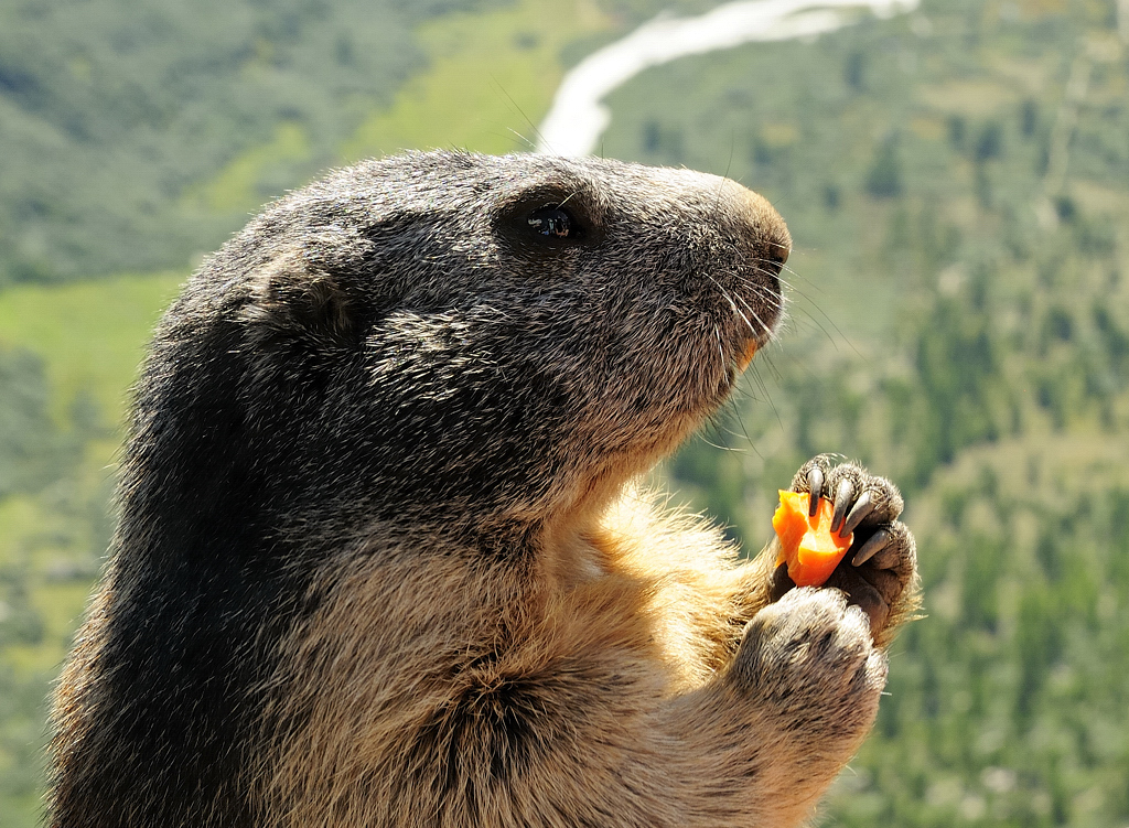 Murmeli Foto & Bild | europe, schweiz & liechtenstein, schweiz Bilder ...