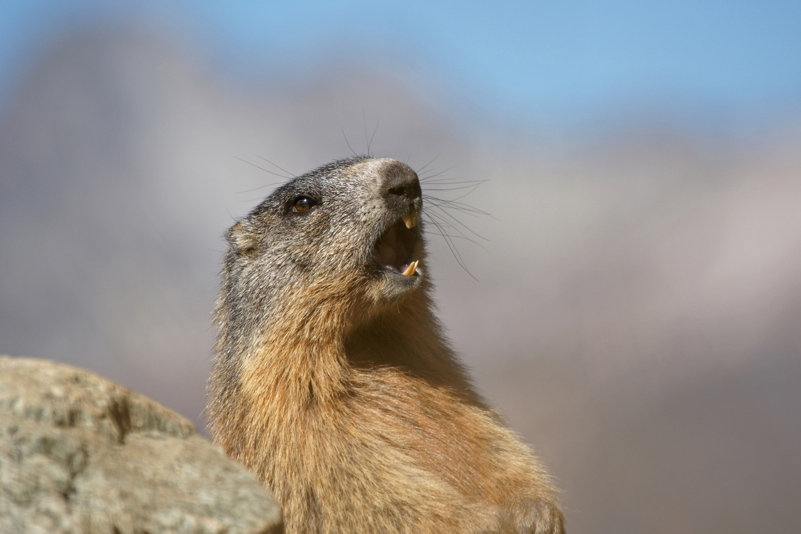 Murmeli auf Beobachtungsposten Foto & Bild | tiere, schweiz, berge ...