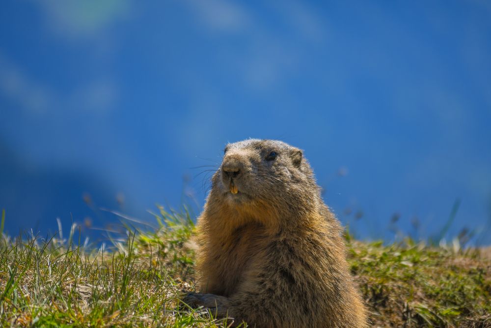 Murmeli Foto & Bild | fotos, natur, schweiz Bilder auf fotocommunity
