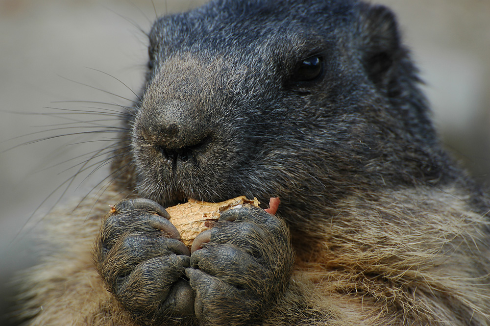 Murmeli (Marmota) Foto & Bild | tiere, wildlife, säugetiere Bilder auf ...
