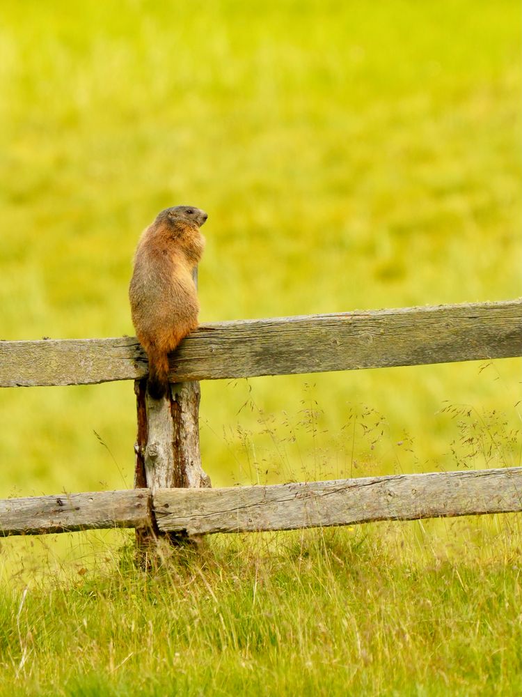 Murmeli Shooting im Engadin Foto & Bild | europe, schweiz ...
