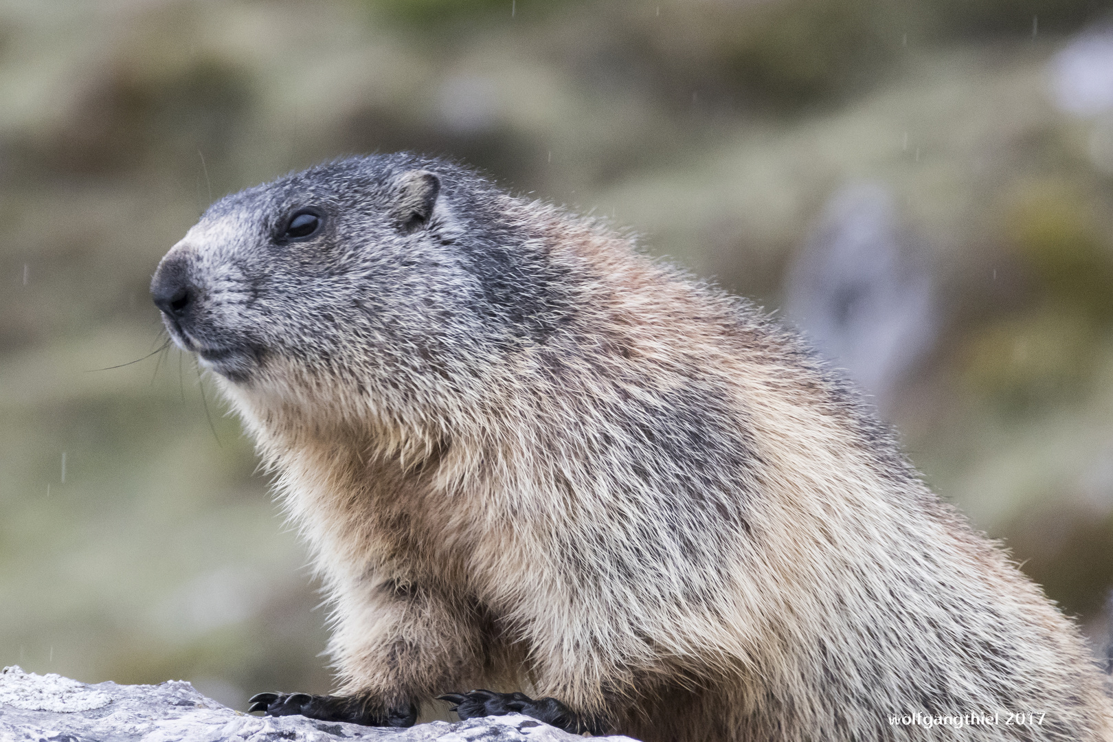 Murmeltier 01 Foto & Bild | europe, italy, vatican city, s marino ...