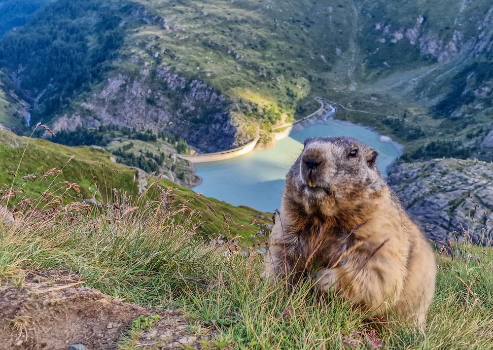 Murmeltier Foto & Bild | monatswettbewerbe natur, foto des jahres 22 ...