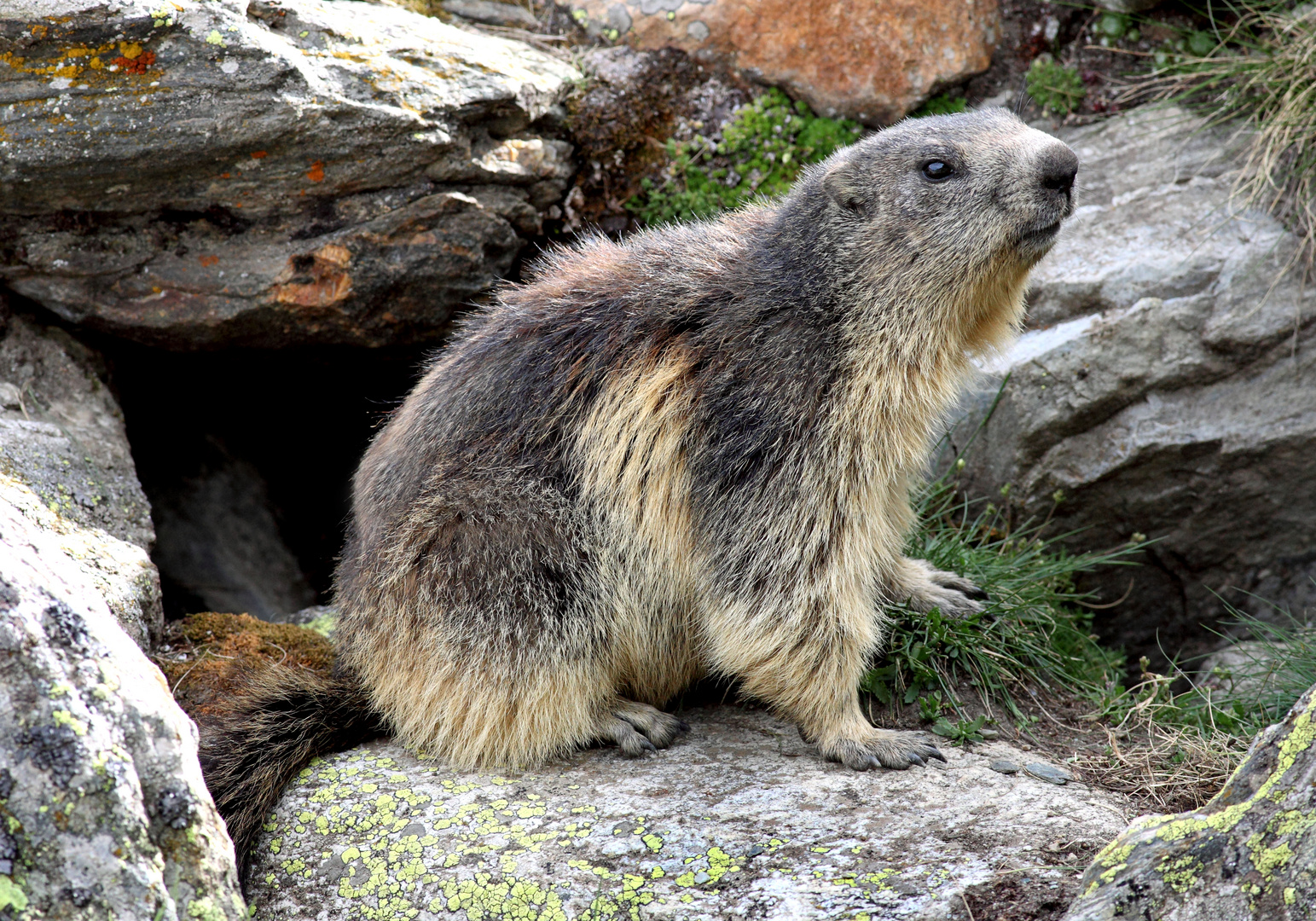 Murmeltier Foto & Bild | natur, tiere, wildlife Bilder auf fotocommunity