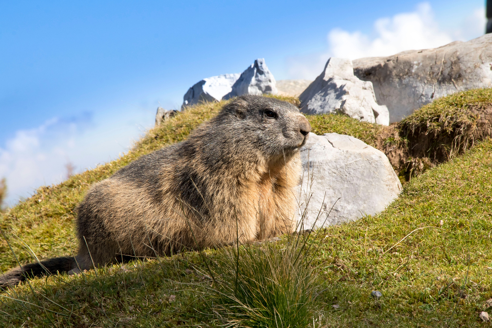 Murmeltier Foto & Bild | tiere, murmeltier, natur Bilder auf fotocommunity