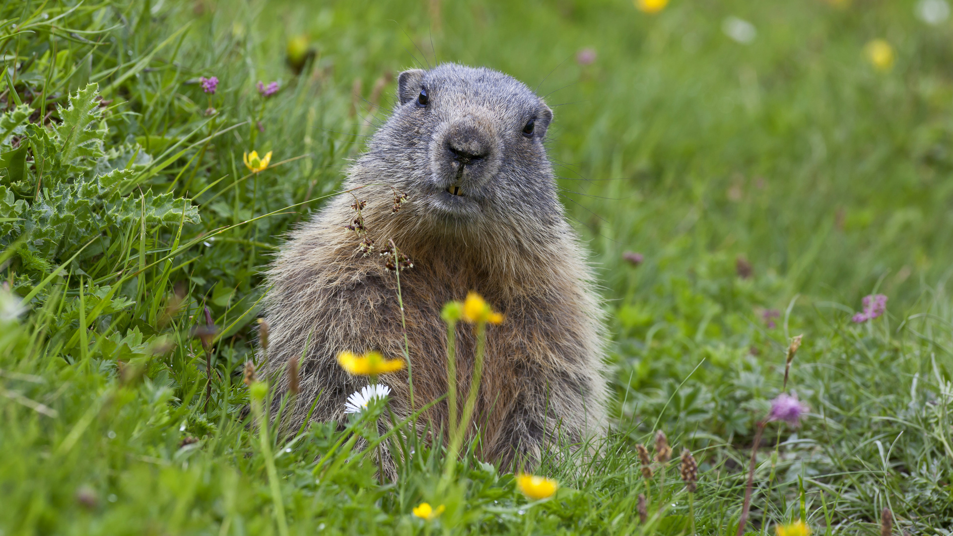 Murmeltier Foto & Bild | tiere, wildlife, säugetiere Bilder auf ...