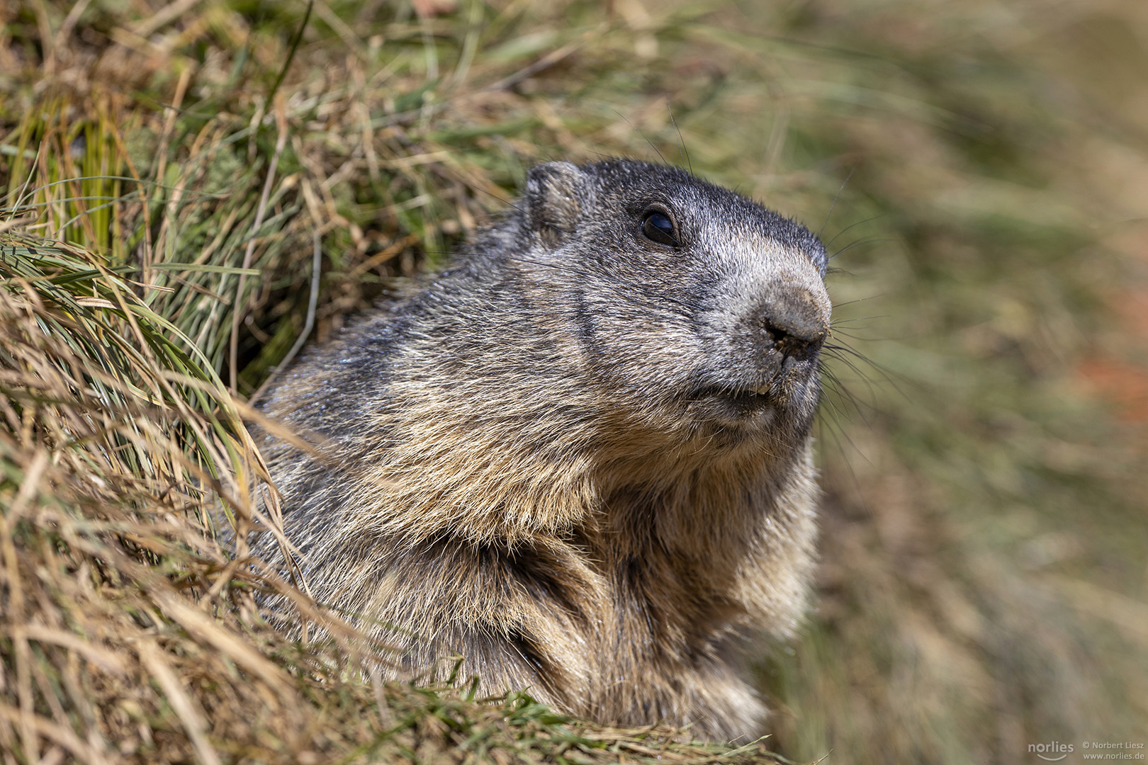 Murmeltier am Bau-Eingang Foto & Bild | europe, Österreich, tiere ...