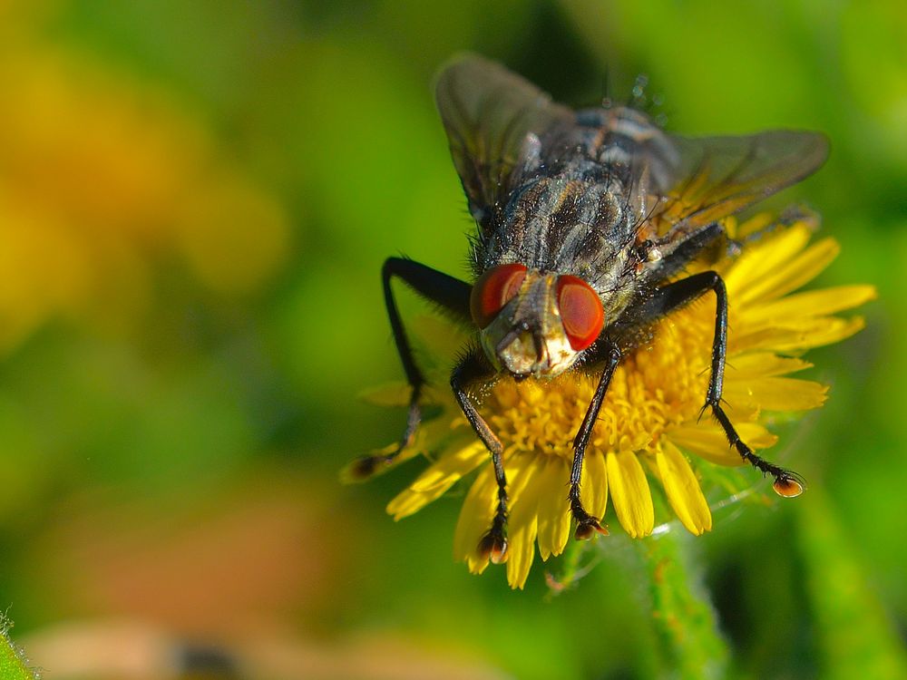 Musca domestica - Immagine & Foto di Macrofotografia - Fotografia ...
