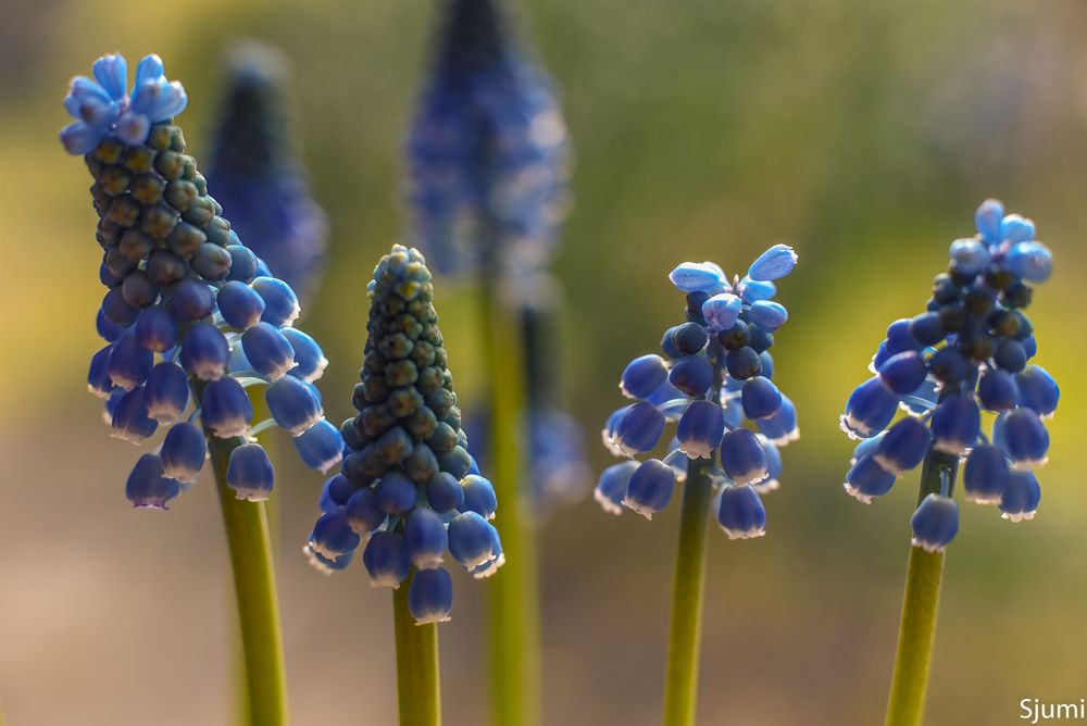 Muscari Foto & Bild | makro, frühling, natur Bilder auf fotocommunity