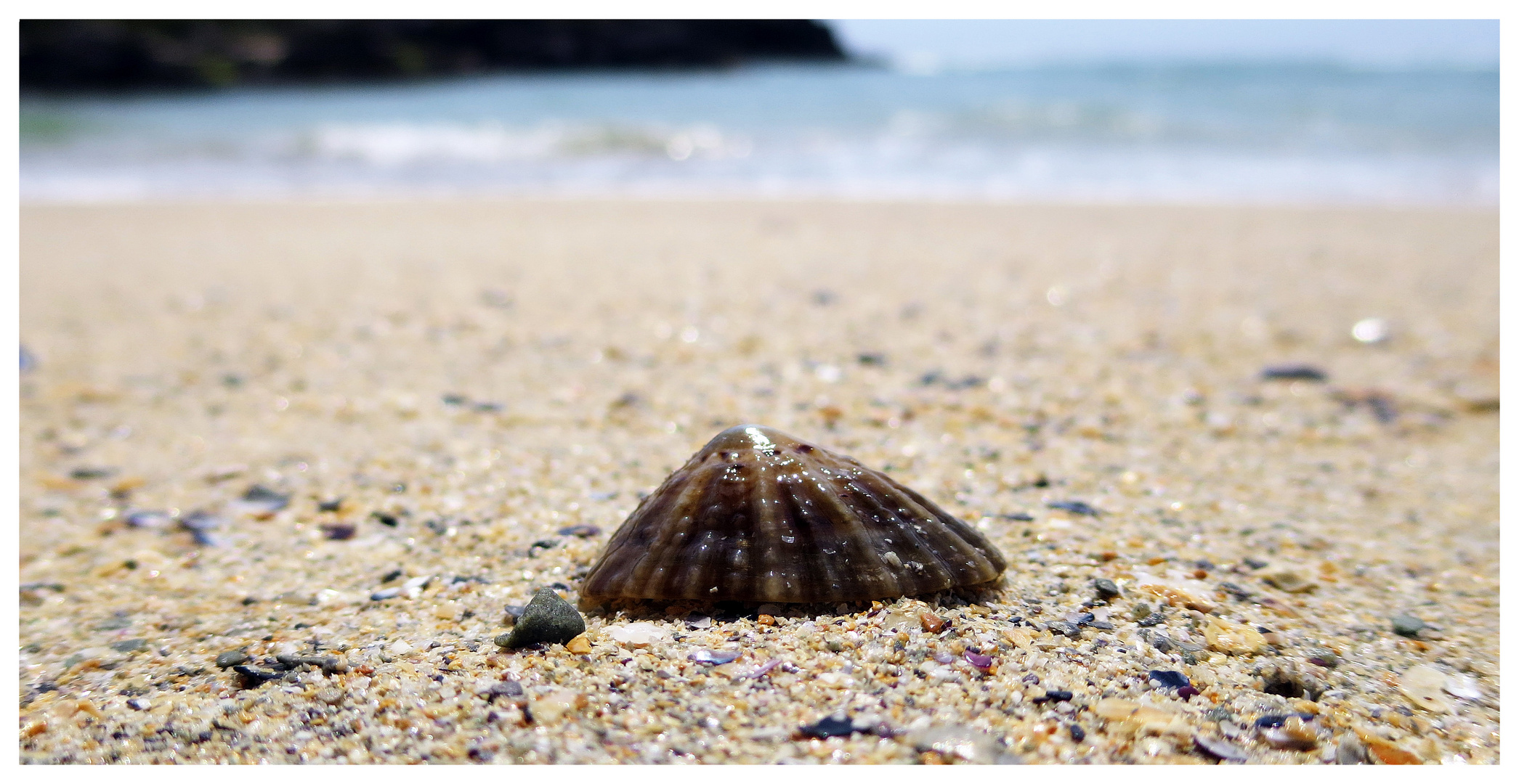 *Muschel* Foto & Bild | tiere, wildlife, schnecken & muscheln Bilder ...