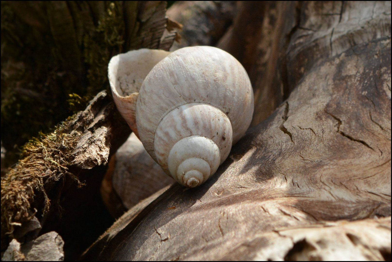 Muschel Foto & Bild | natur, motive, natur + essen. Bilder auf ...