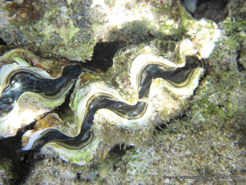 Muschel 1 Foto & Bild | tiere, wildlife, fische Bilder auf fotocommunity