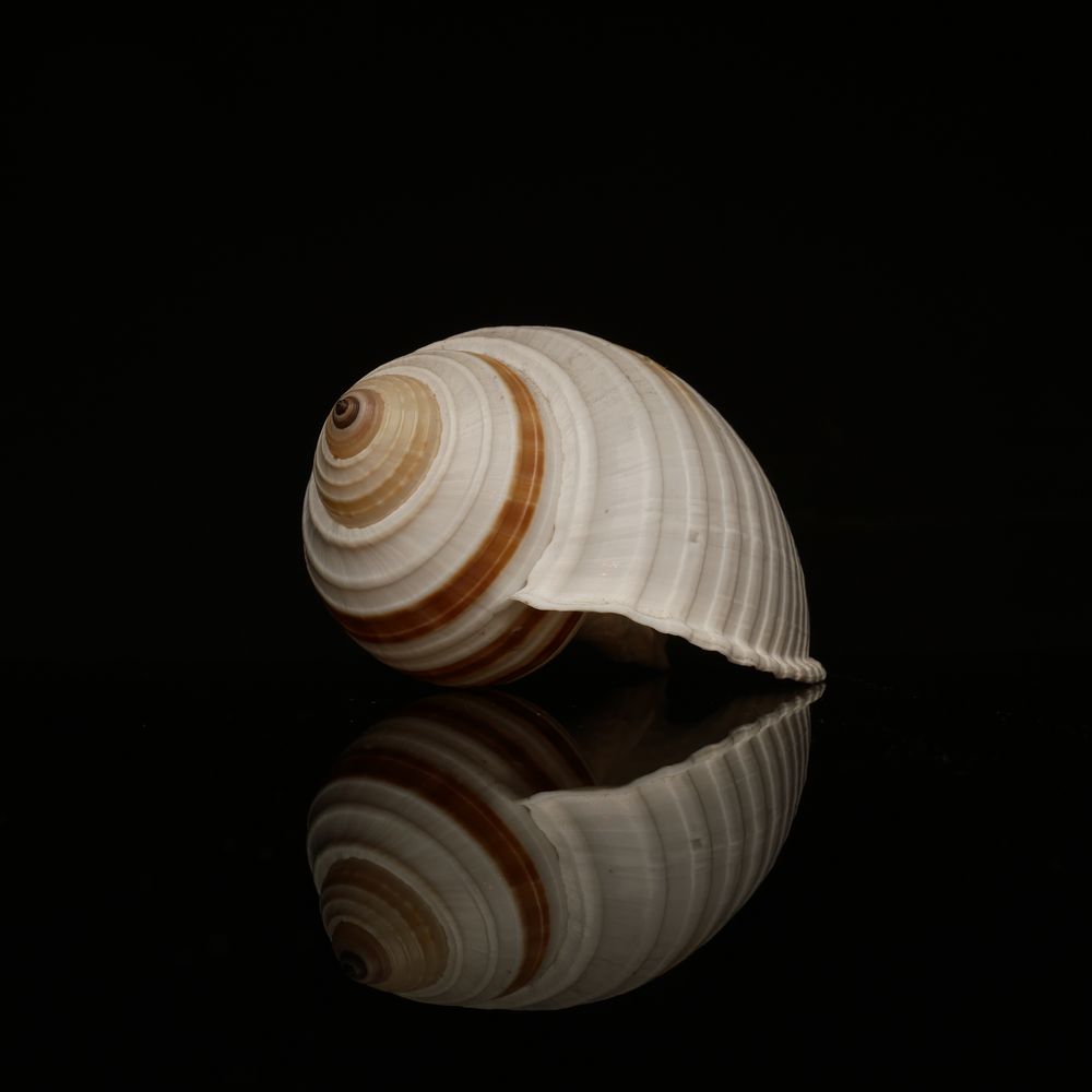 Muschel 1 Foto & Bild | stillleben, tiere, wildlife Bilder auf ...