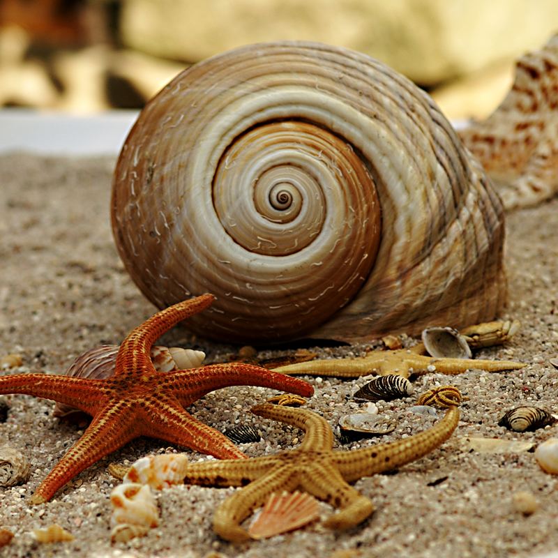 Muschel Foto & Bild | stillleben, motive Bilder auf fotocommunity