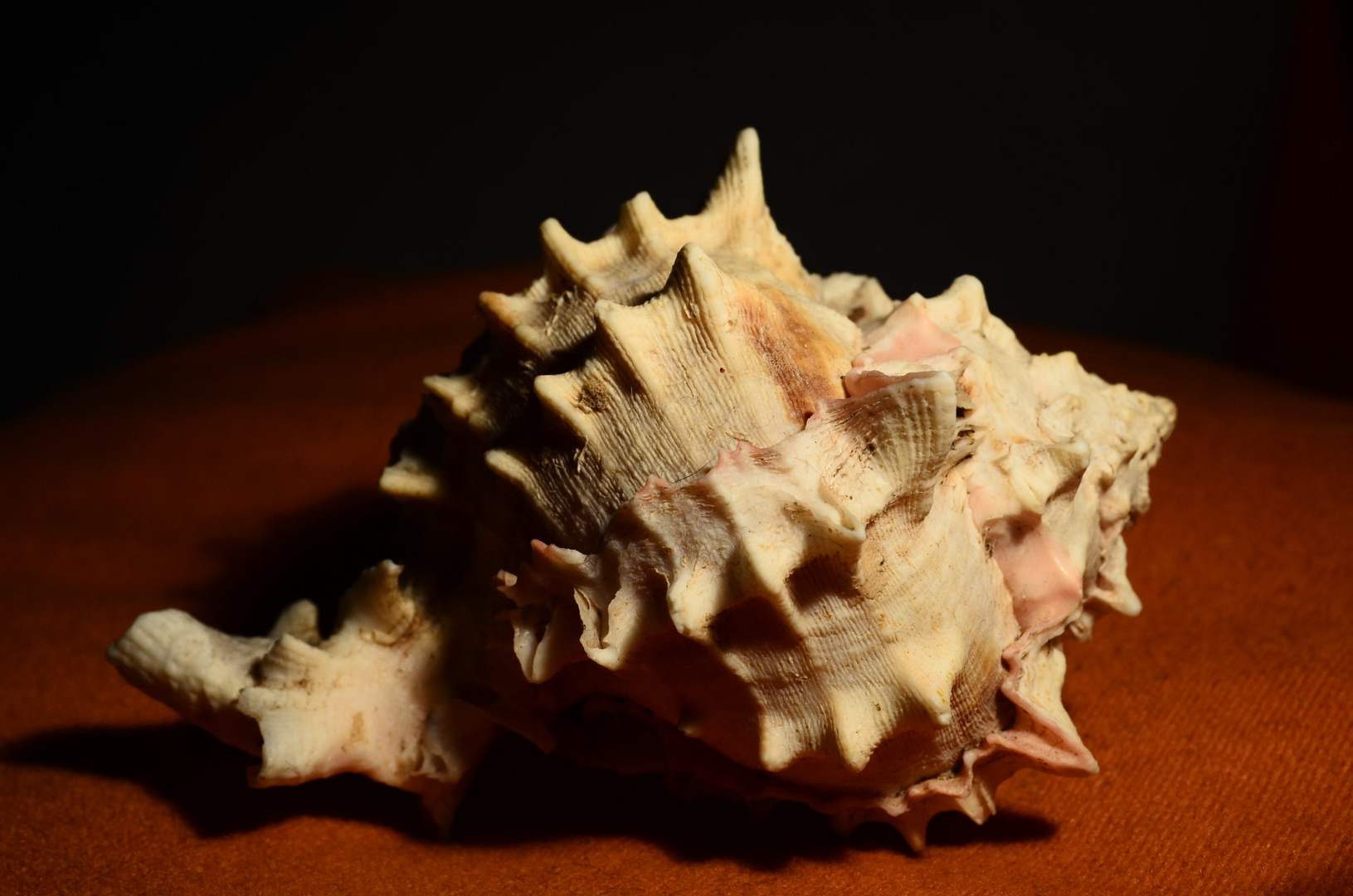 Muschel Foto & Bild | tiere, wildlife, schnecken & muscheln Bilder auf ...