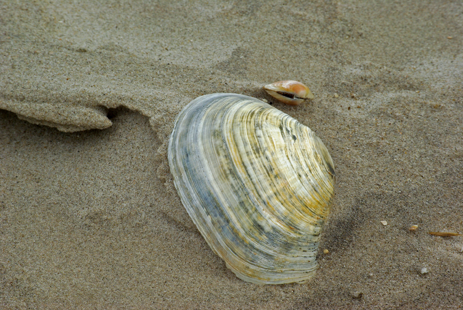 Muschel Foto & Bild | landschaft, meer & strand, meer Bilder auf ...
