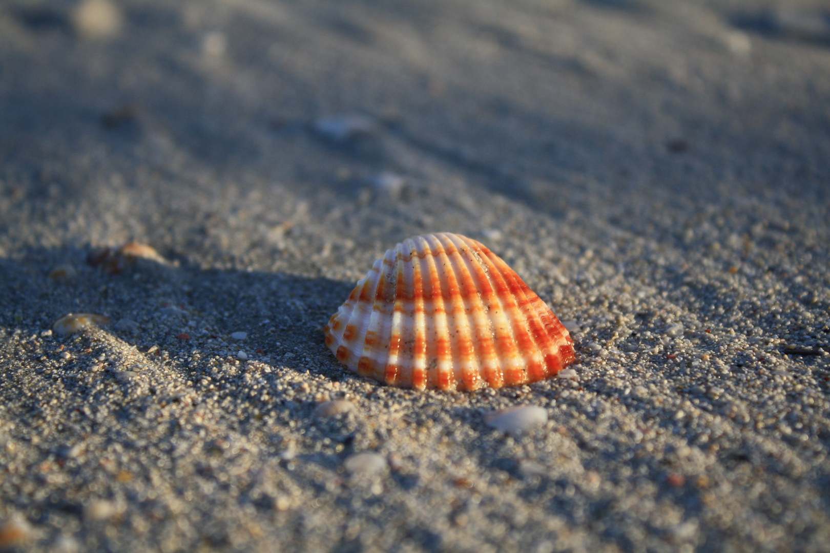 Muschel Foto & Bild | landschaft, meer & strand, strandmakros Bilder ...