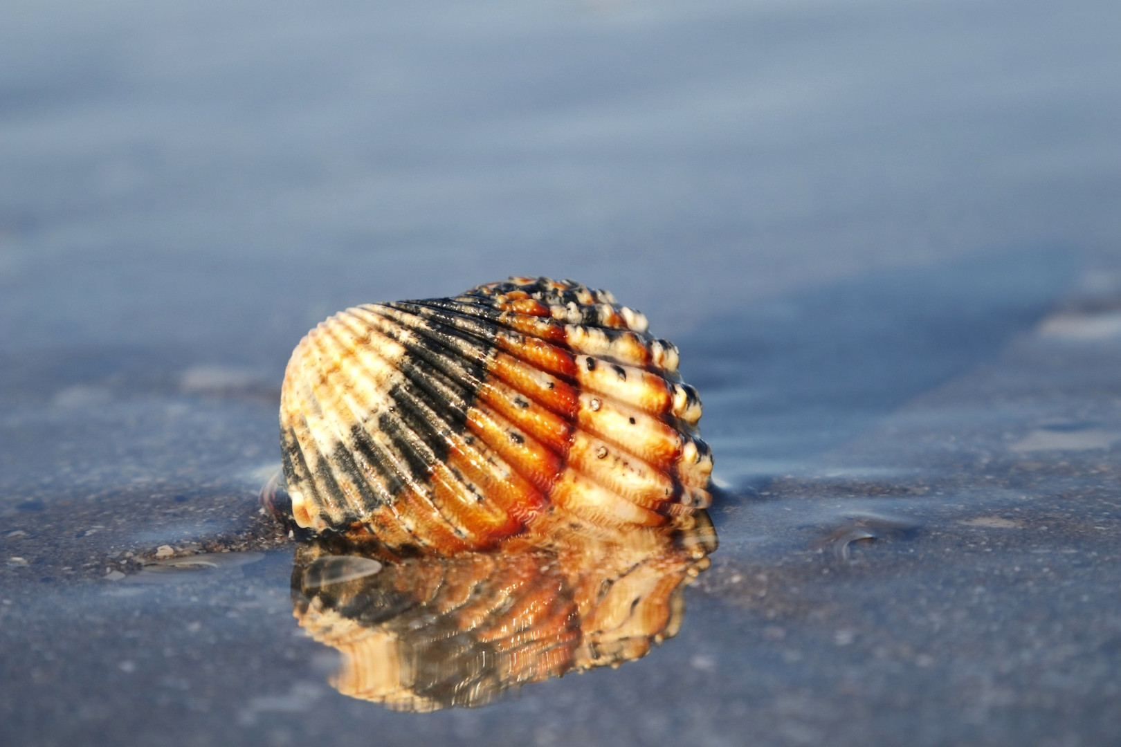 Muschel Foto & Bild | landschaft, meer & strand, strandmakros Bilder ...