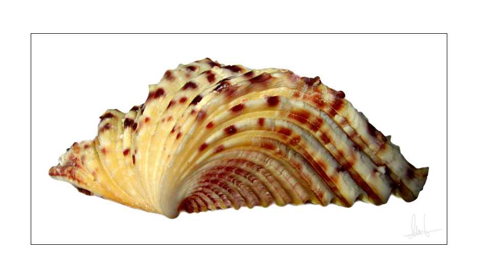 Muschel Foto & Bild | stillleben, tabletop, things Bilder auf fotocommunity