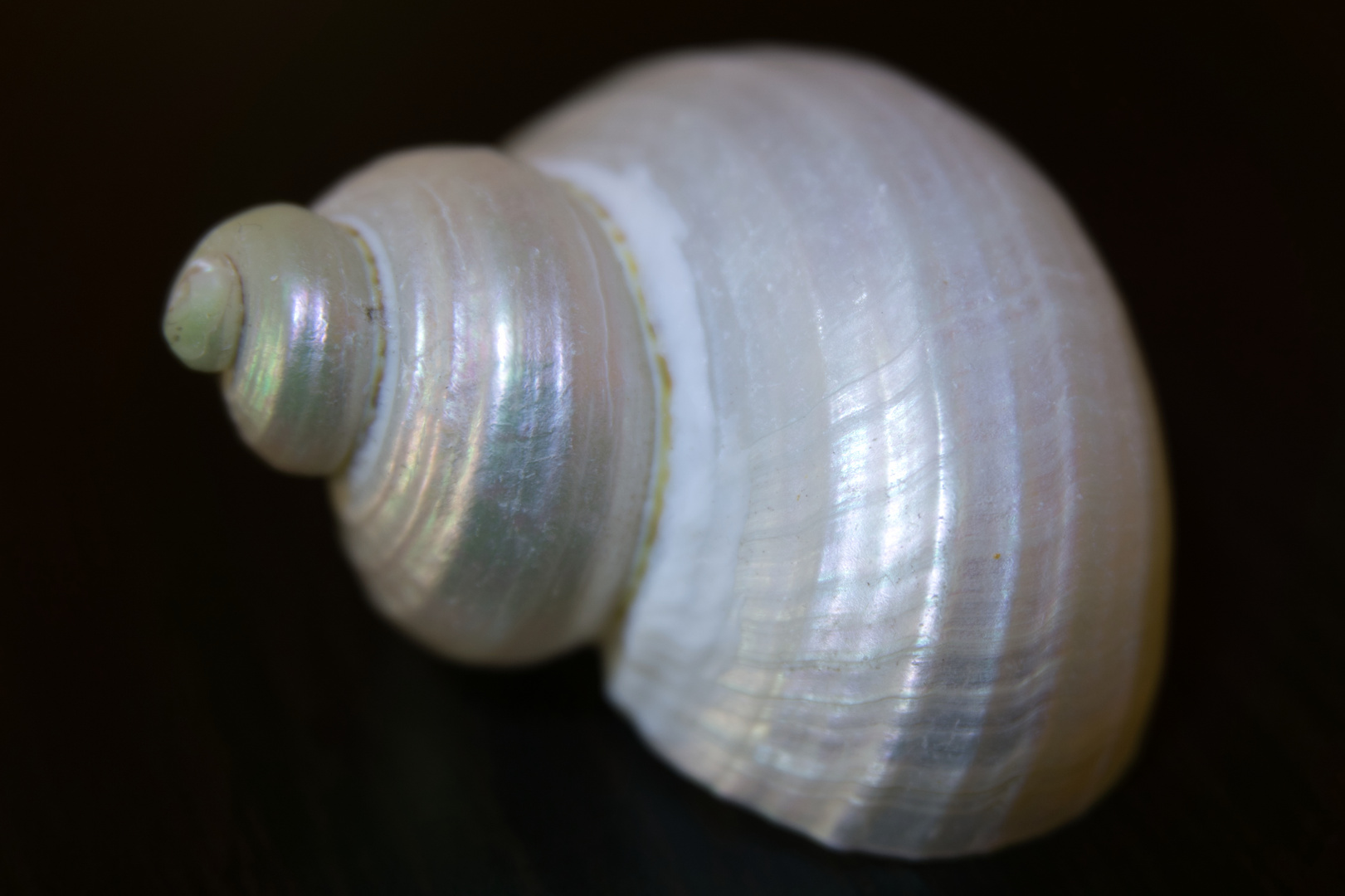 Muschel Foto & Bild | meer, natur, nahaufnahme Bilder auf fotocommunity