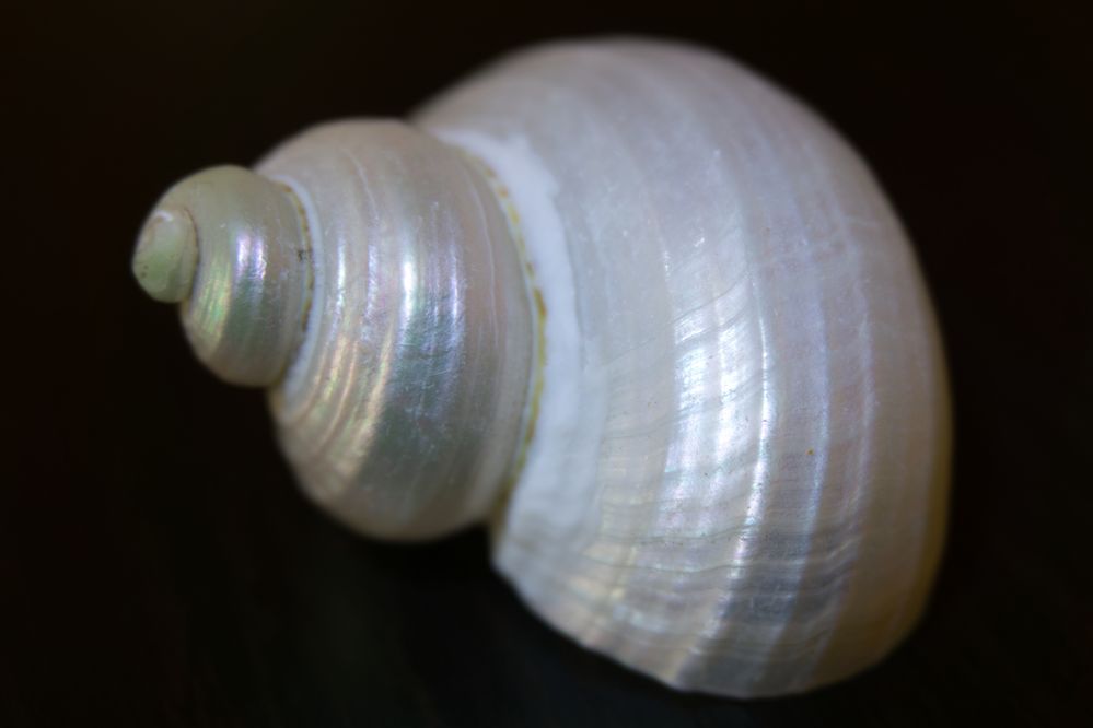 Muschel Foto & Bild | meer, natur, nahaufnahme Bilder auf fotocommunity