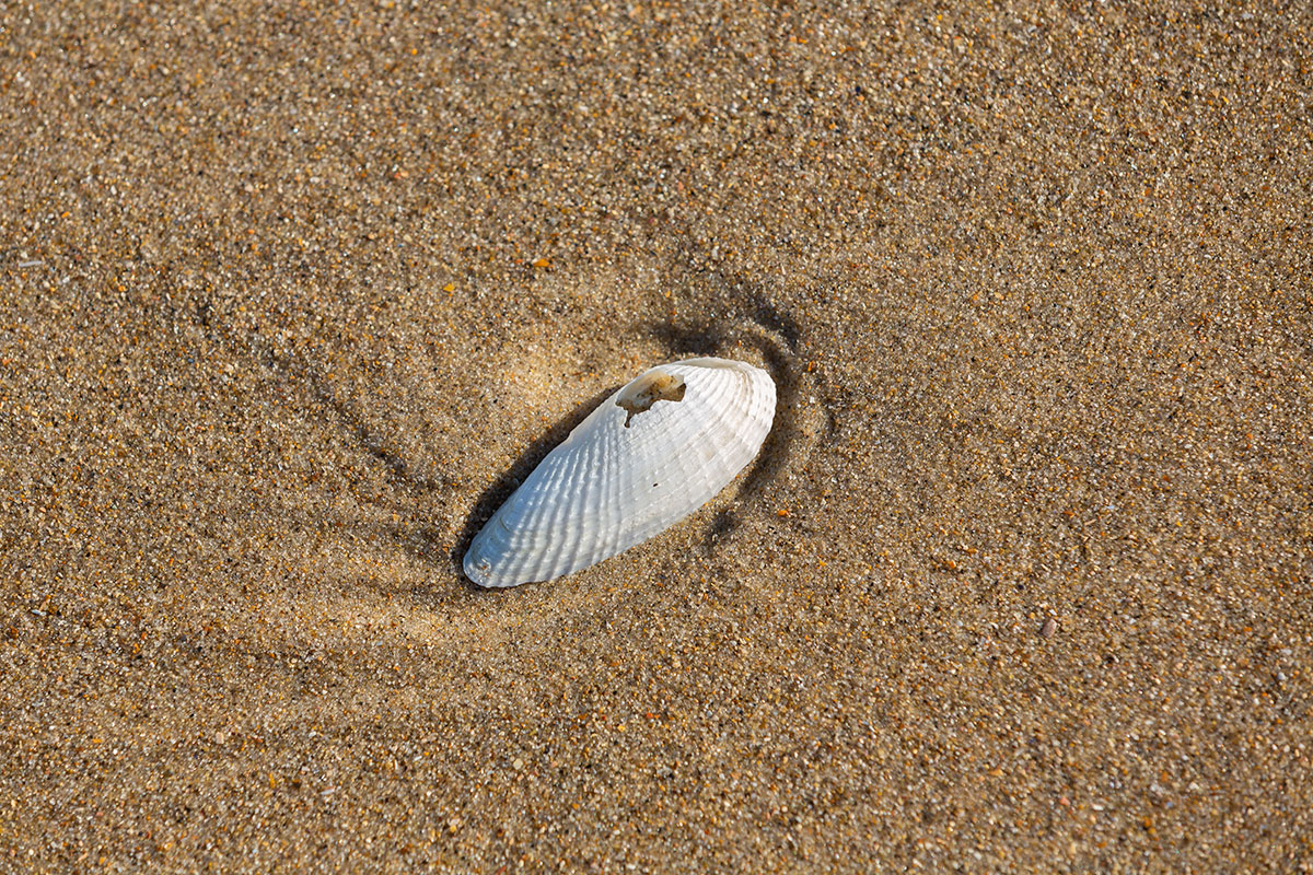 Muschel Foto & Bild | landschaft, meer & strand, urlaub Bilder auf ...