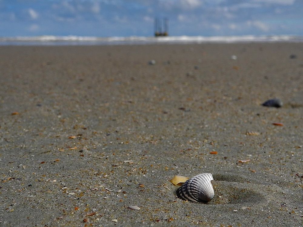Muschel Foto & Bild | deutschland, europe, niedersachsen Bilder auf ...