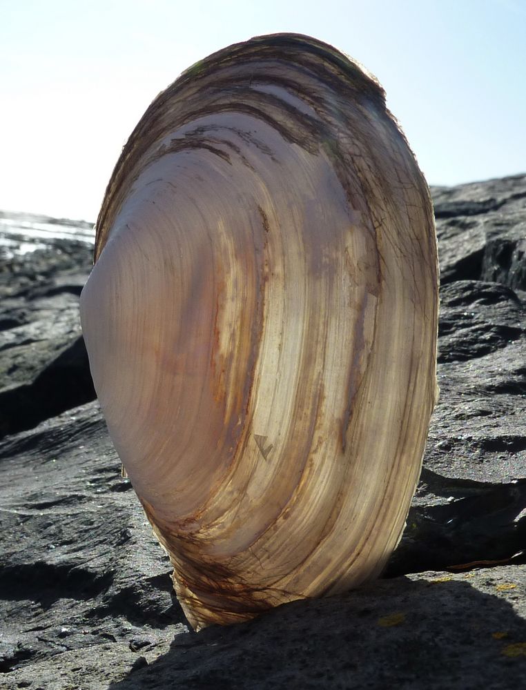 Muschel 7 Foto & Bild | archiv projekte naturchannel, monatswettbewerbe ...