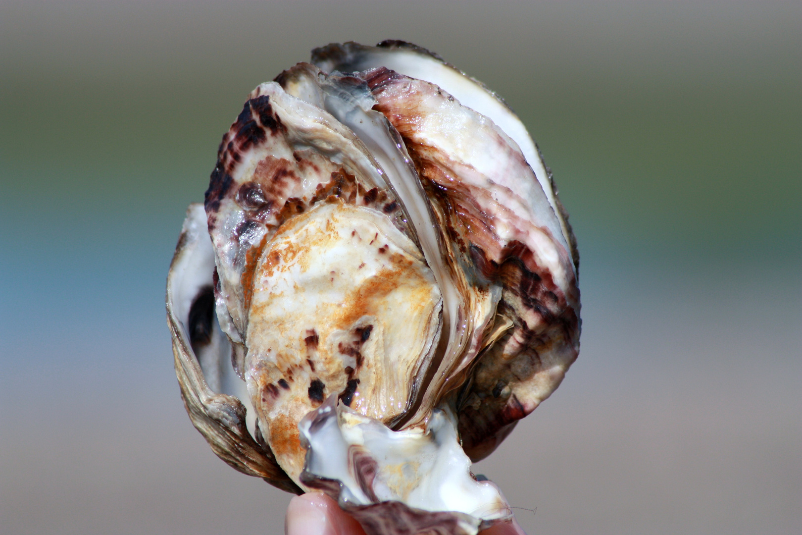 muschel Foto & Bild | natur Bilder auf fotocommunity