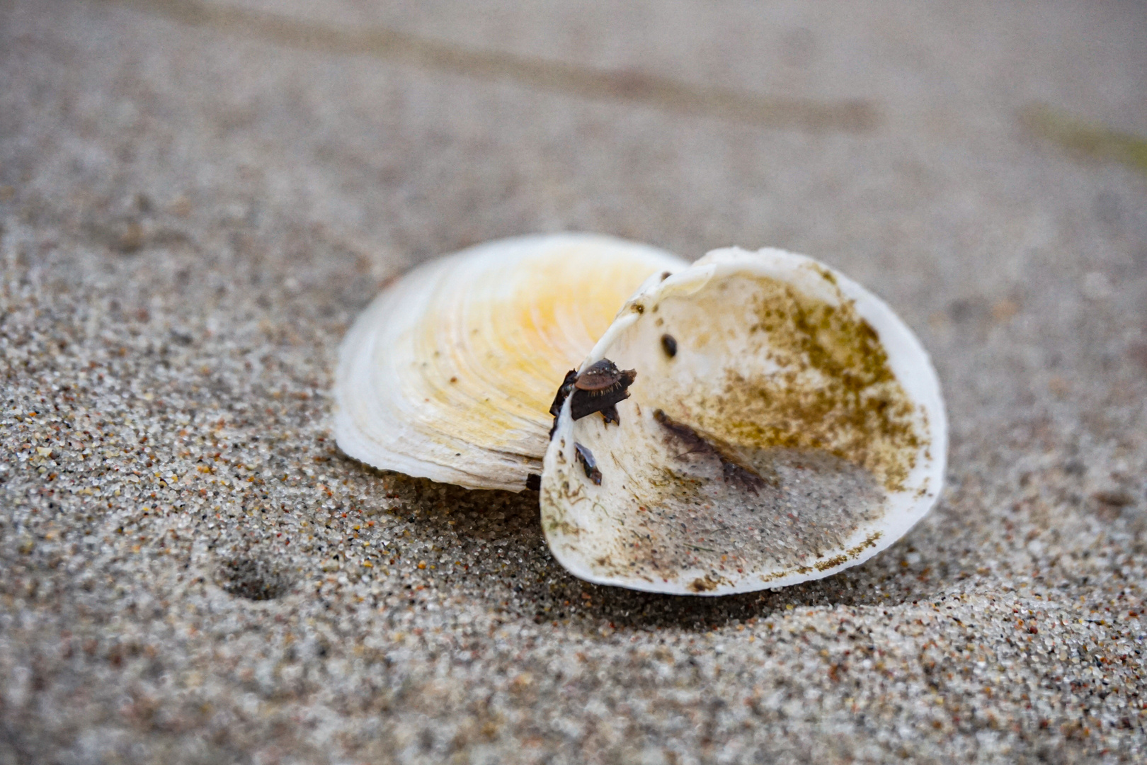 Muschel Foto & Bild | deutschland, europe, schleswig- holstein Bilder ...