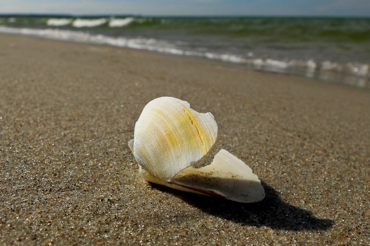 Muschel Foto & Bild | archiv projekte naturchannel, monatswettbewerbe ...