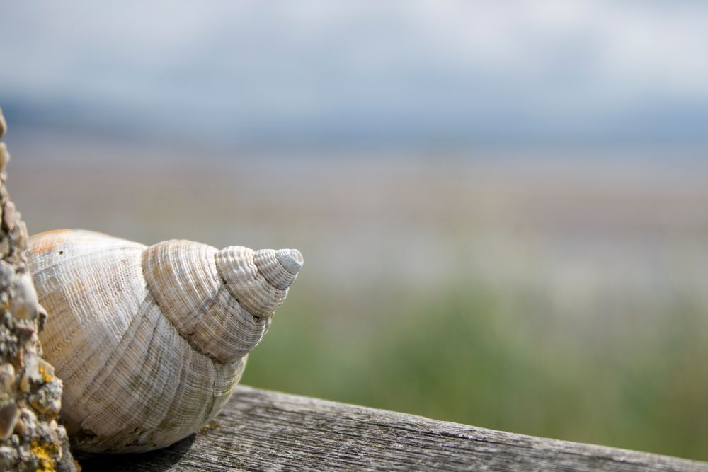 Muschel Foto & Bild | sonstiges, steine & mineralien, natur Bilder auf ...
