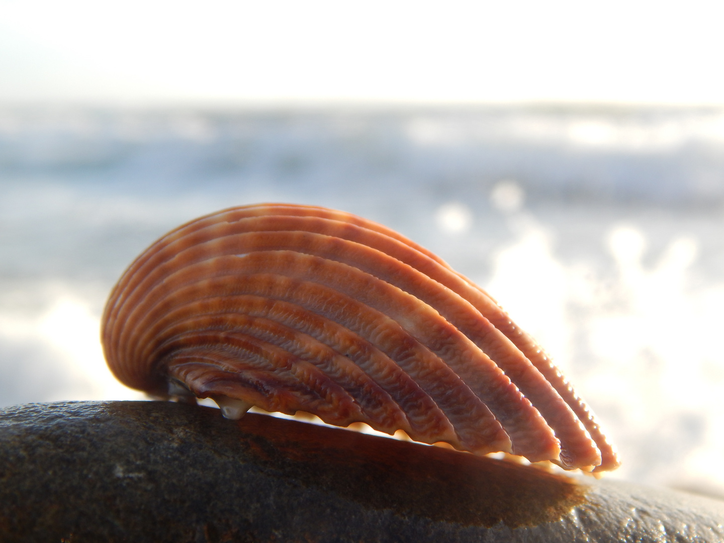 Muschel Foto & Bild | jahreszeiten, sommer, natur Bilder auf fotocommunity