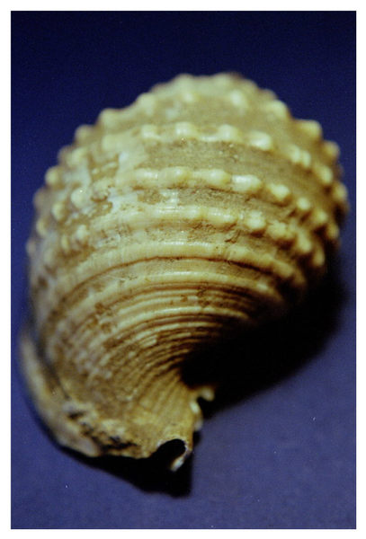 Muschel Foto & Bild | stillleben, motive Bilder auf fotocommunity