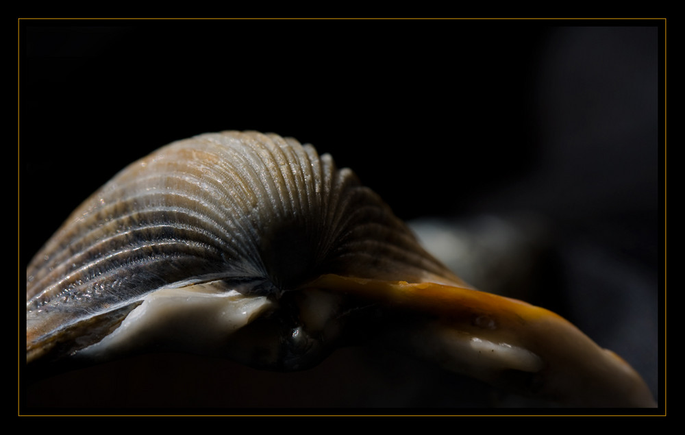 Muschel Foto & Bild | tiere, wildlife, schnecken & muscheln Bilder auf ...