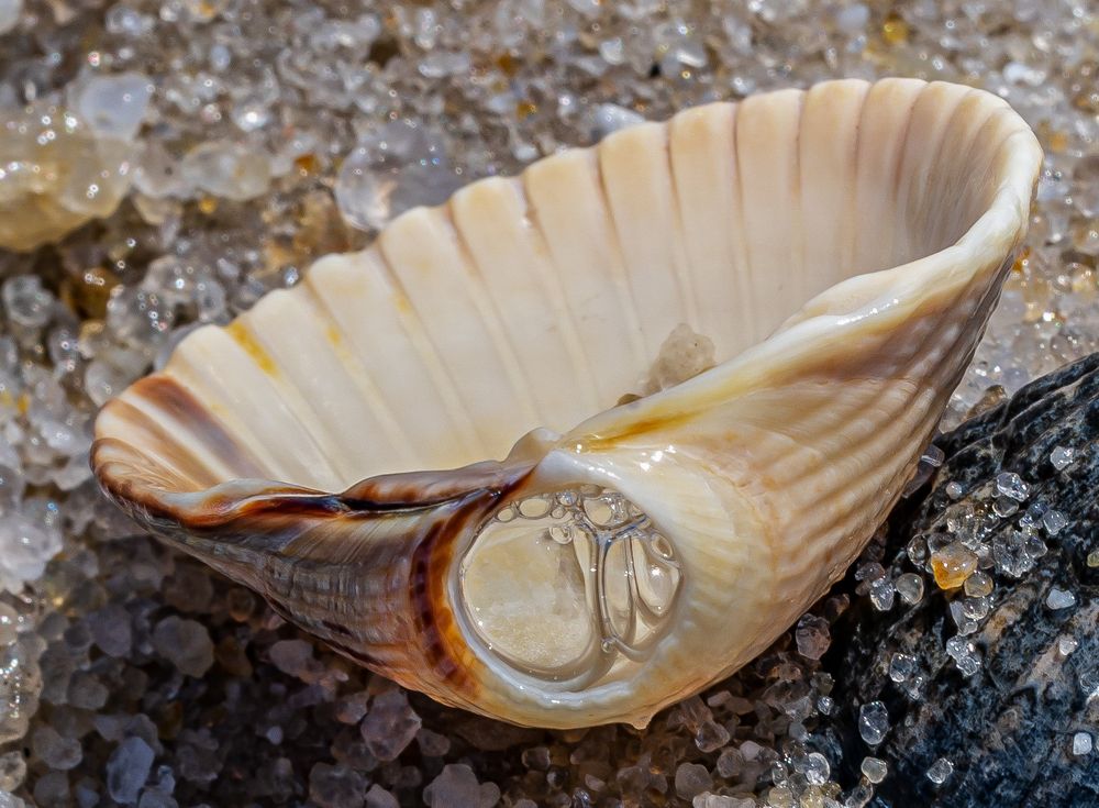 Muschel Foto & Bild | sand, meer, natur Bilder auf fotocommunity