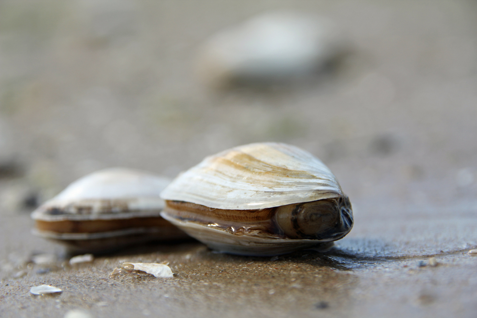Muschel Foto & Bild | strand, muschel, usedom Bilder auf fotocommunity