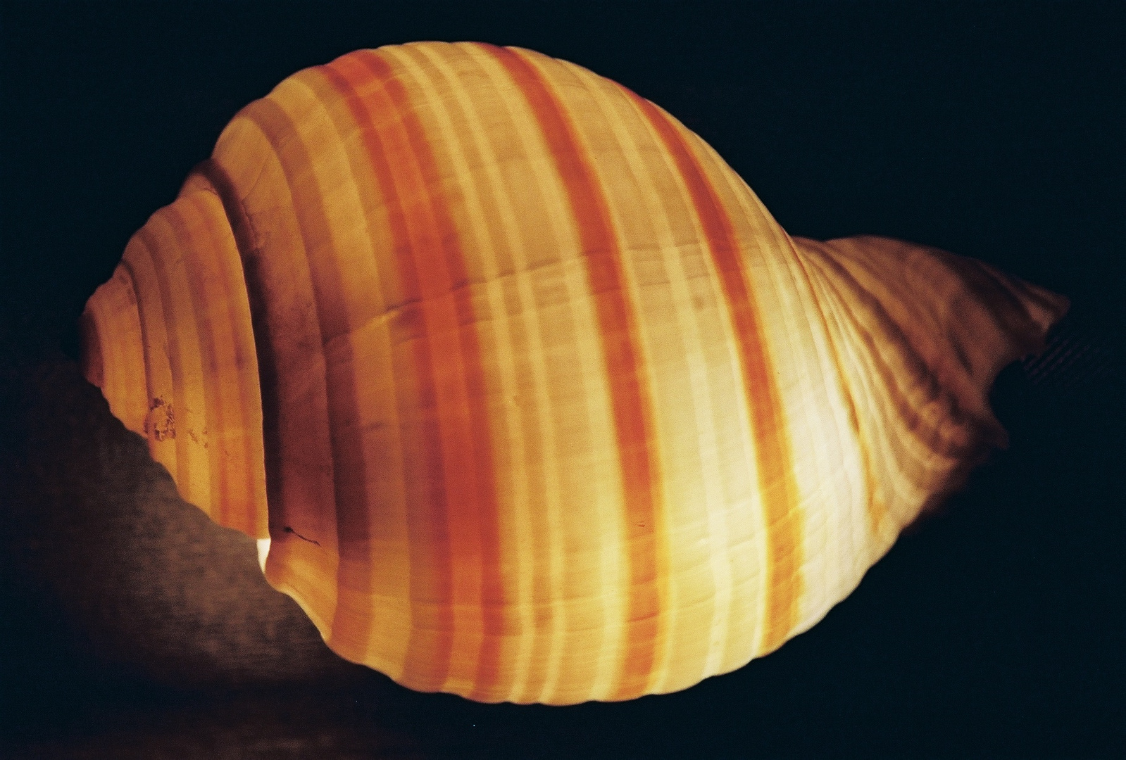 Muschel Foto & Bild | tiere, tierdetails, makro Bilder auf fotocommunity