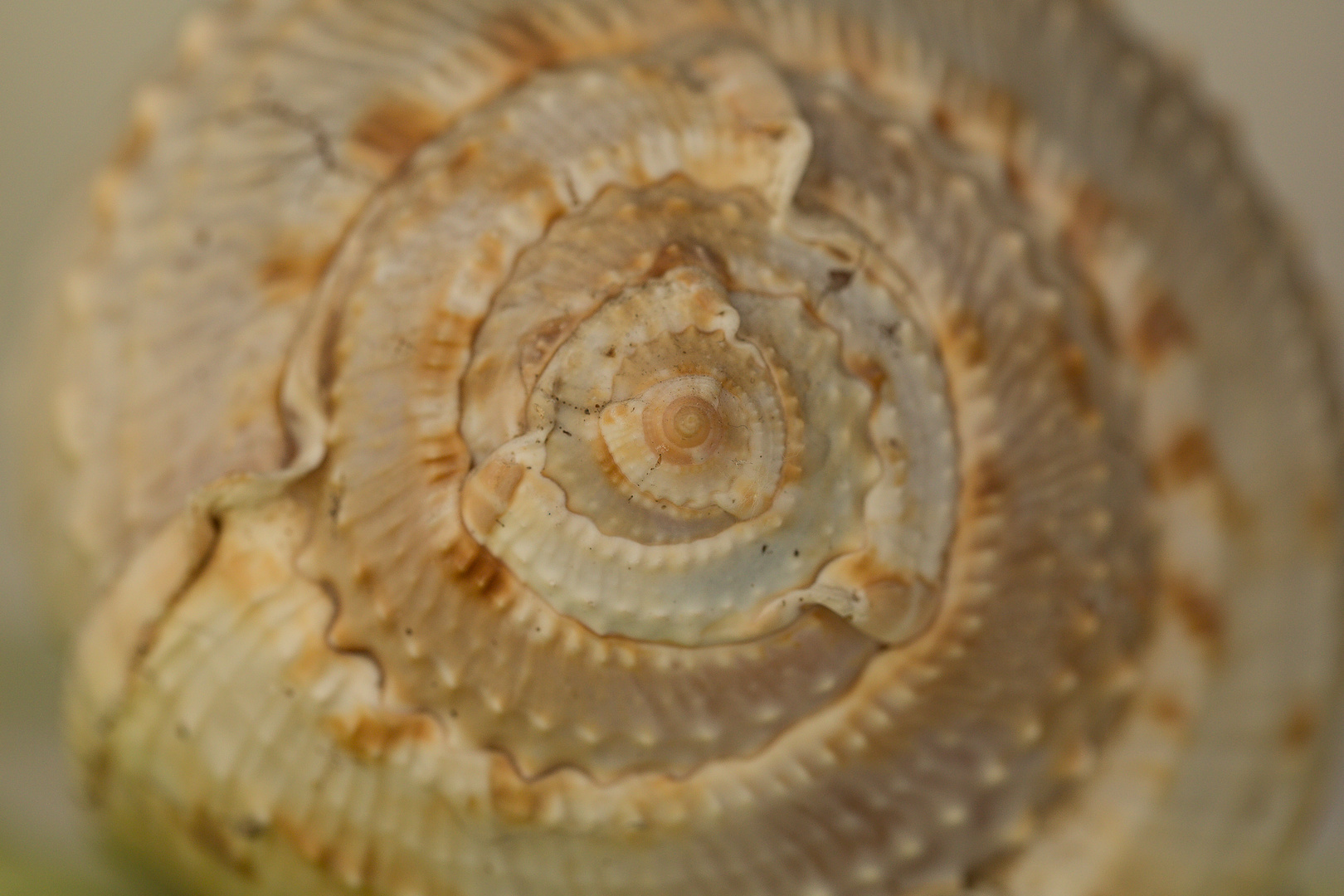 Muschel Foto & Bild | sonstiges, steine & mineralien, stillleben Bilder ...