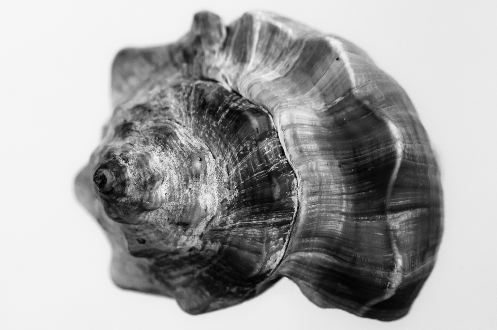 Muschel (I) Foto & Bild | tiere, wildlife, schnecken & muscheln Bilder ...