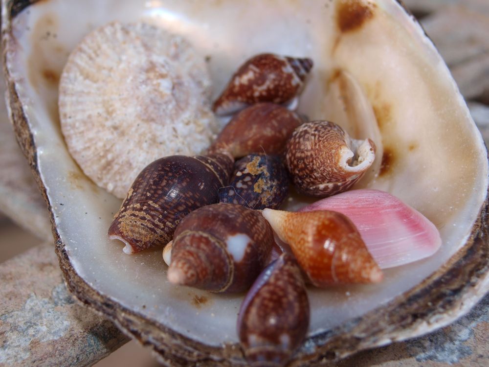 muscheln Foto & Bild | stillleben, zufällige arrangements, maui bilder ...