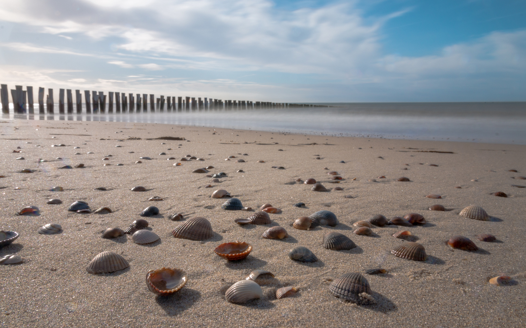 Muscheln am Strand Foto & Bild | europe, benelux, landschaft Bilder auf ...