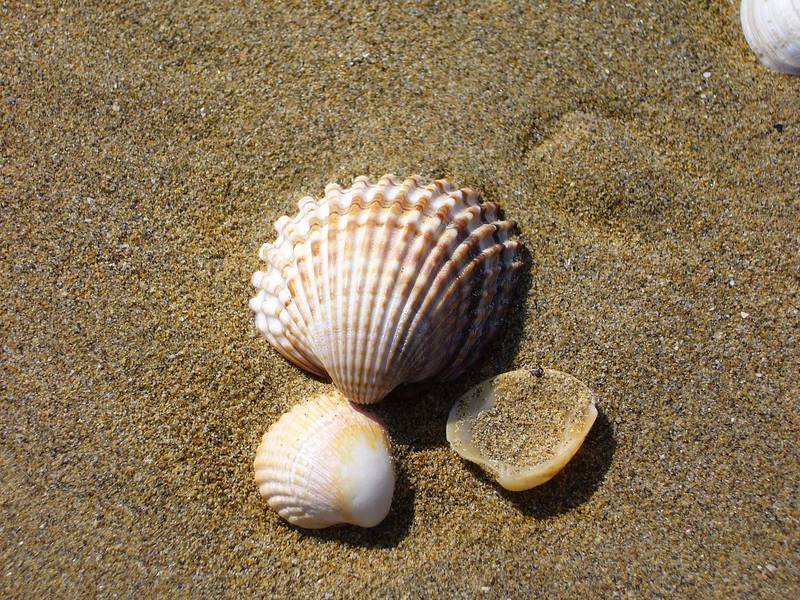 Muscheln am Strand Foto & Bild | sonstiges, naturkunst, natur Bilder ...