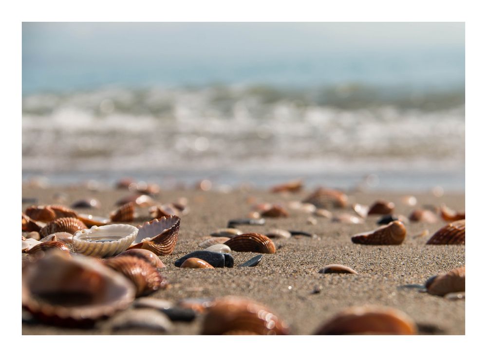 Muscheln am Strand Foto & Bild | europe, spain, andalusien Bilder auf ...
