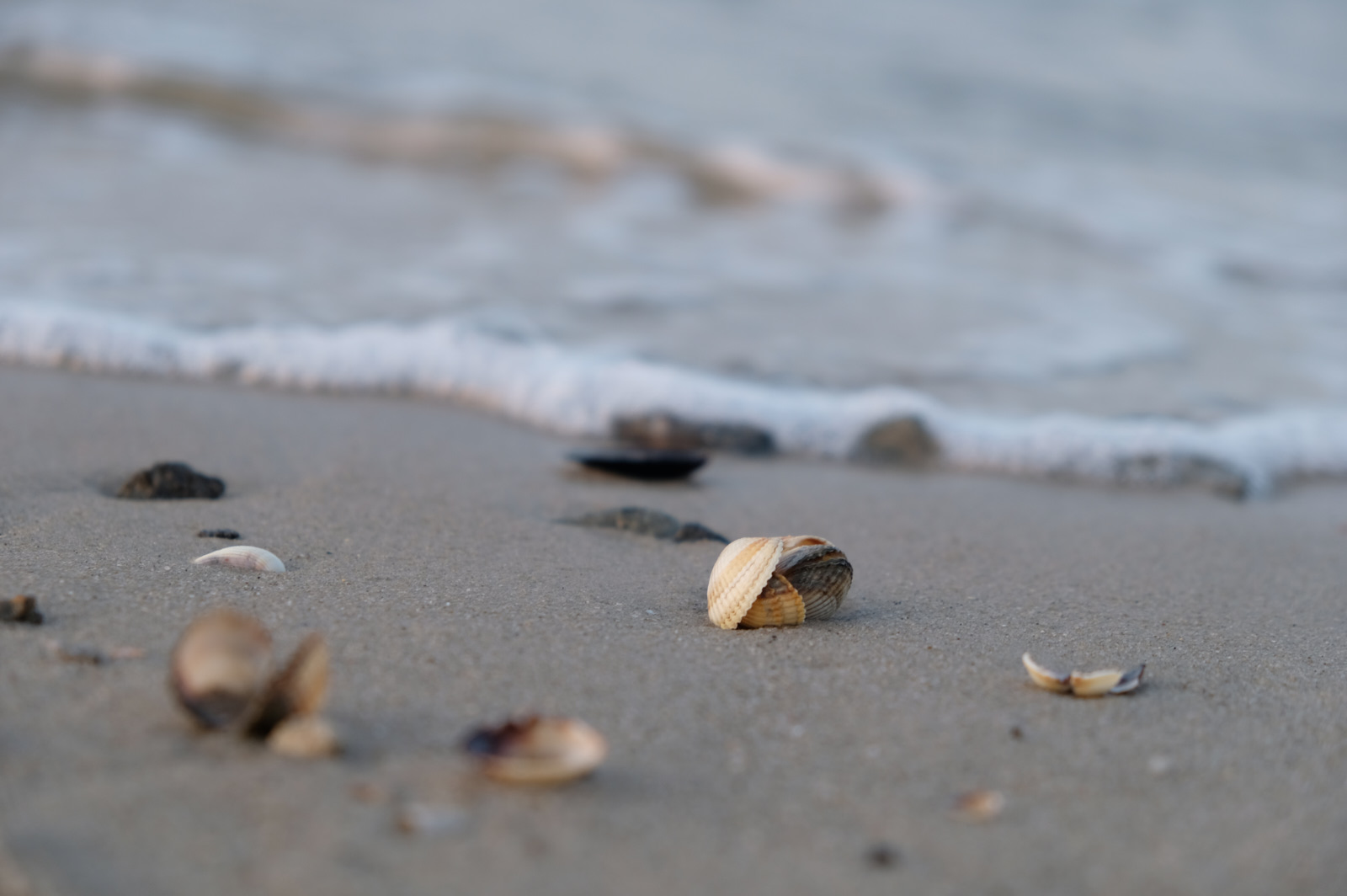 Muscheln Foto & Bild | landschaft, meer & strand, strandmakros Bilder ...