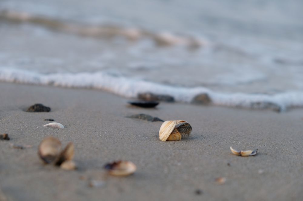Muscheln Foto & Bild | landschaft, meer & strand, strandmakros Bilder ...