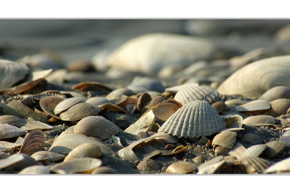 Muscheln Foto & Bild | landschaft, meer & strand, watt Bilder auf ...
