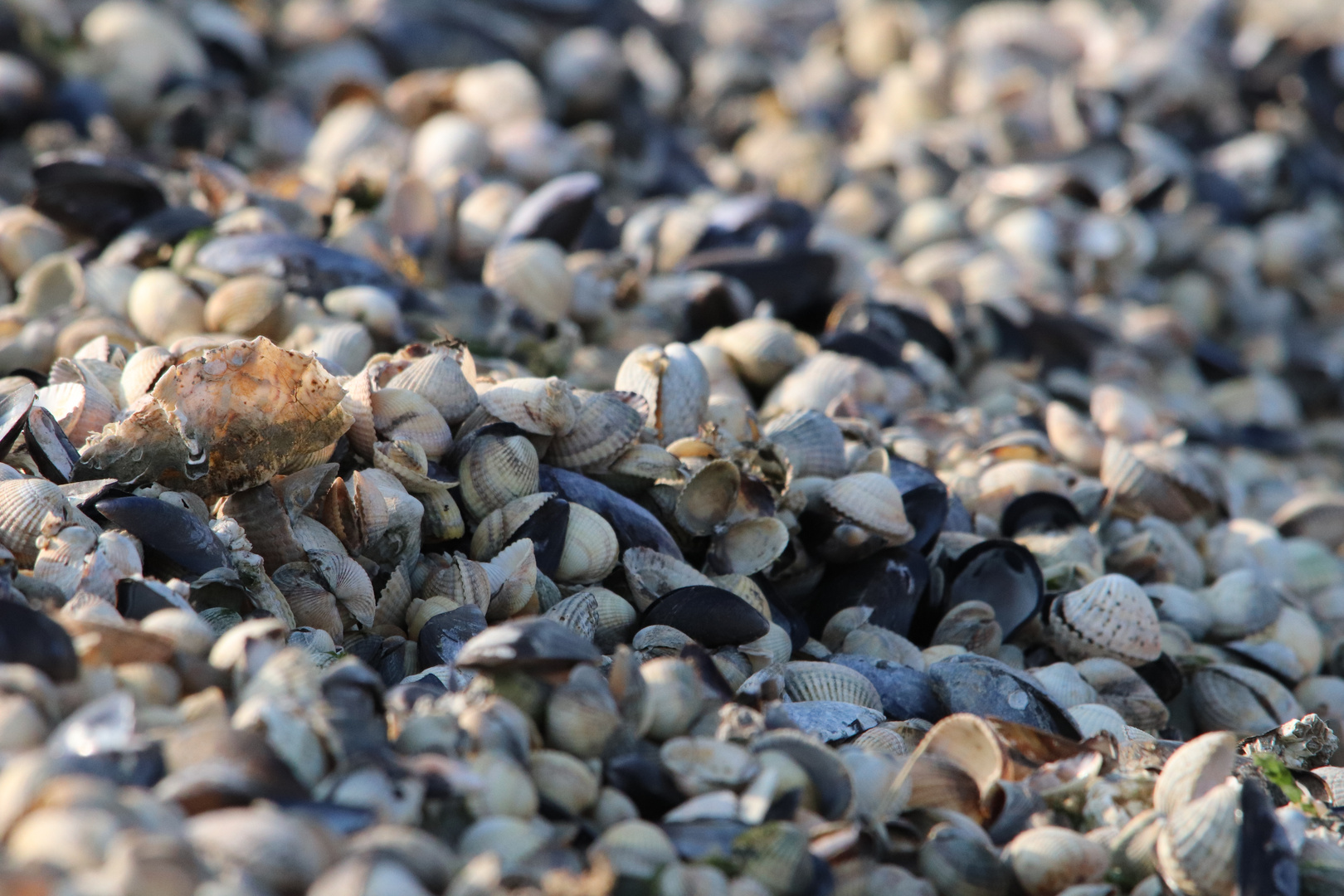 Muscheln..... Foto & Bild | fotos, world, spezial Bilder auf fotocommunity