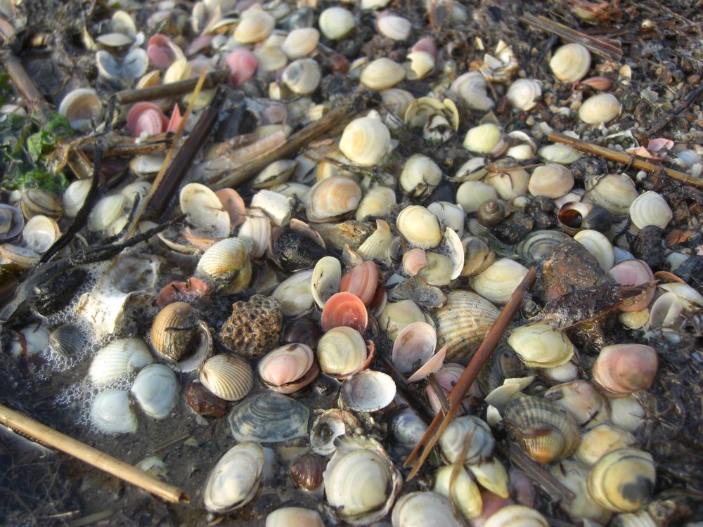 Muscheln im Meer Foto & Bild | sonstiges, strand, meer Bilder auf ...